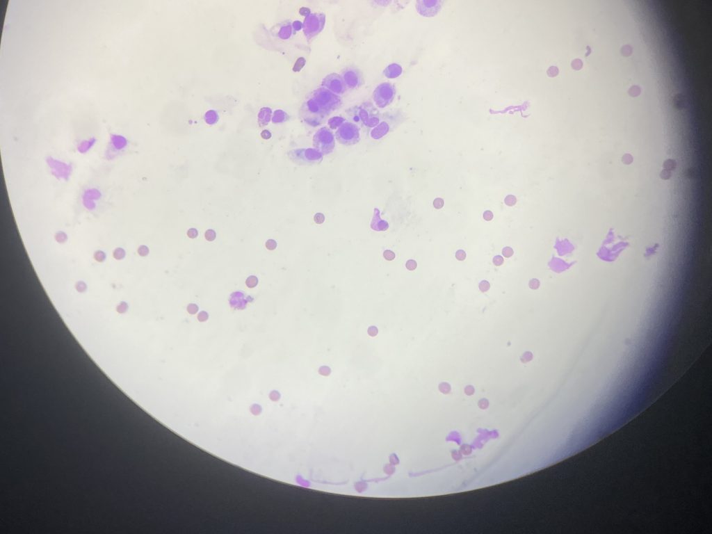 Solución a mastocitoma (tumor maligno) | Clínica Veterinaria Quibey